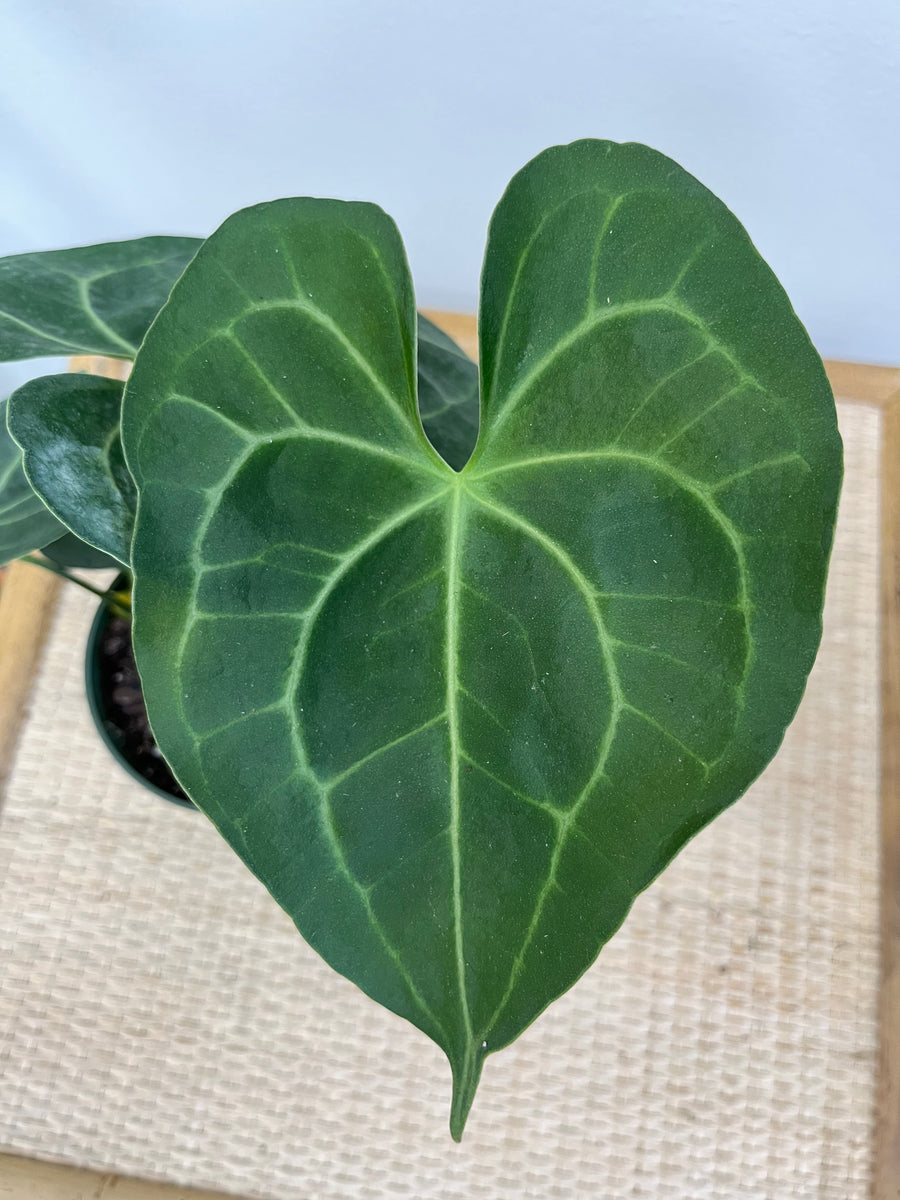 Anthurium Pterodactyl - 4 Inch – Outside In