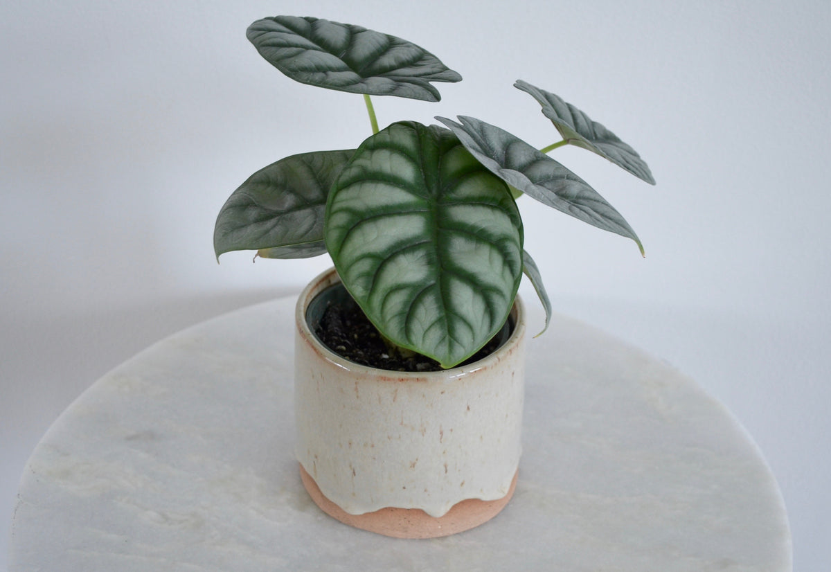10 Unique And Eye-Catching Exotic Plants For Your Home | Outside In