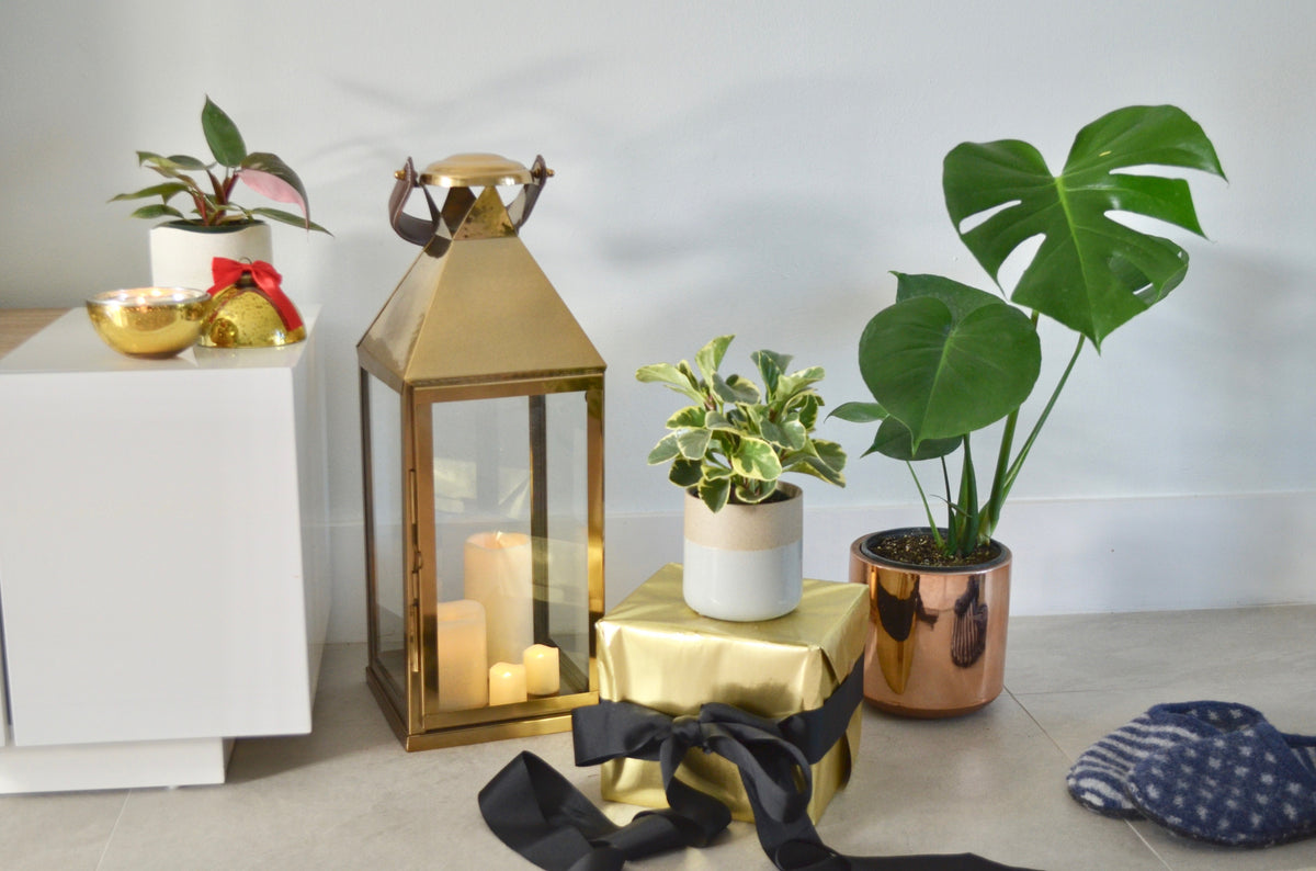 The Art of Giving Green: Best Plants for Heartfelt Gifting – Outside In