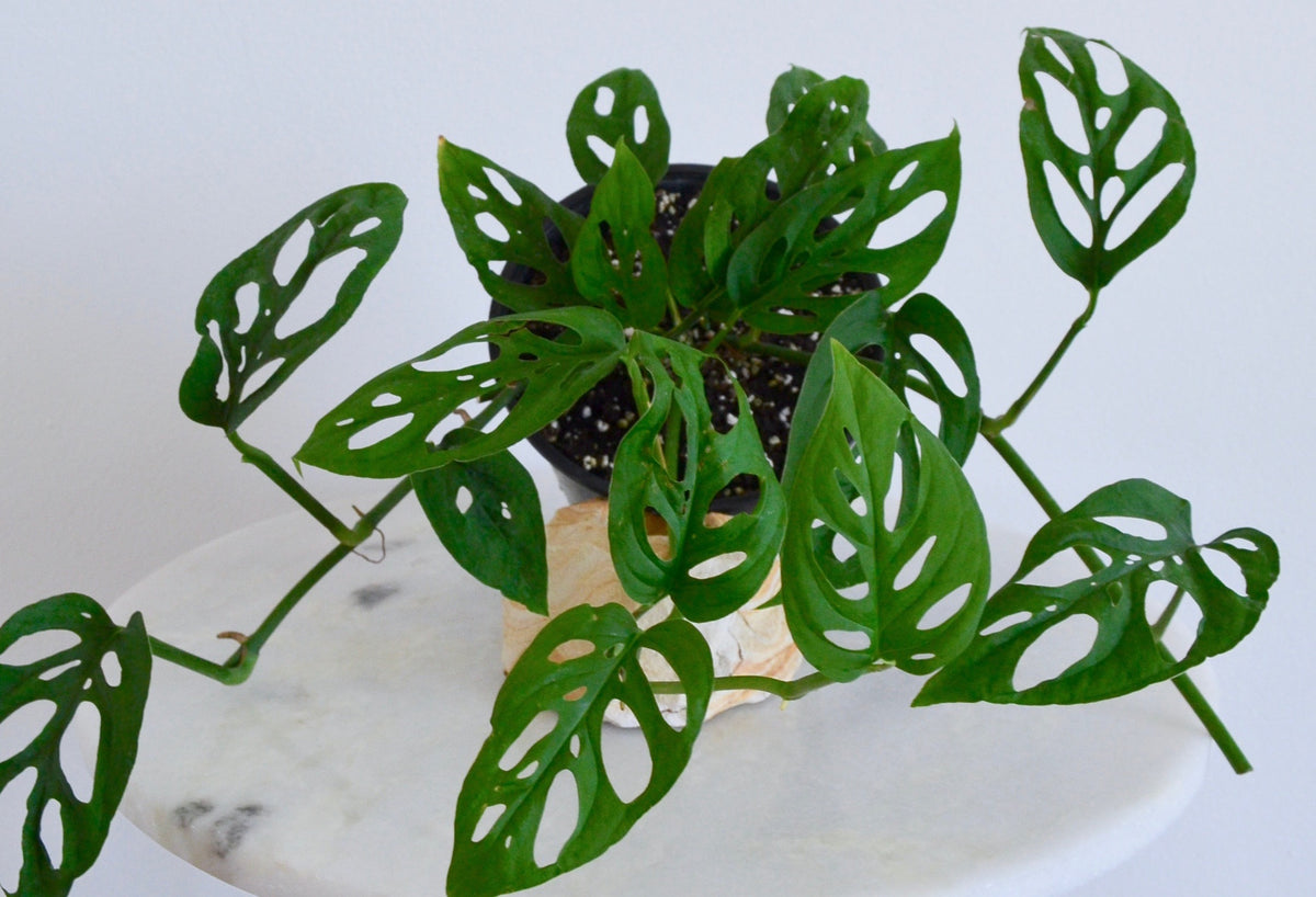 Swiss Cheese Plant Profile: Guide to Monstera adansonii – Outside In