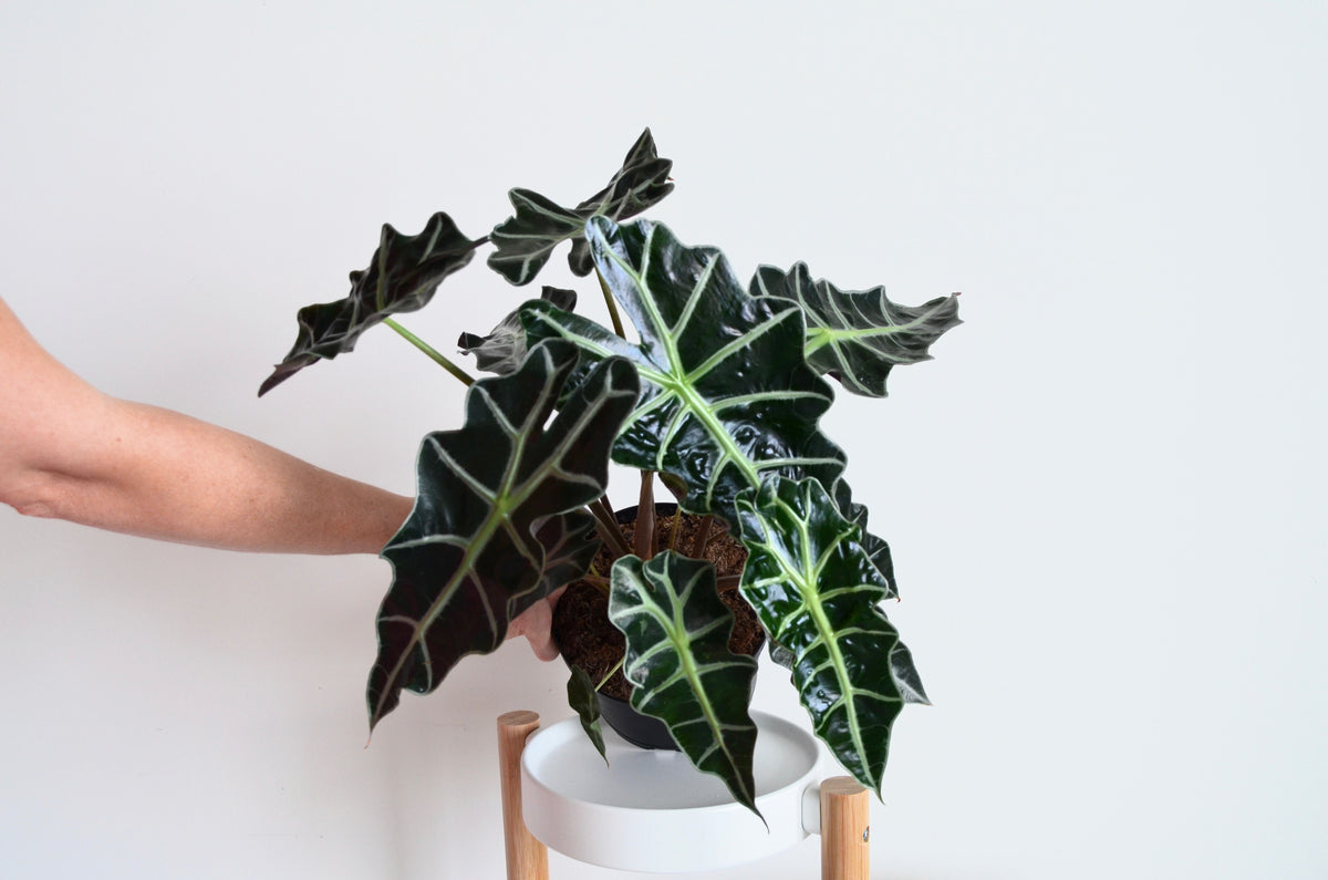 Alocasia Polly: Detailed Care & Facts – Outside In