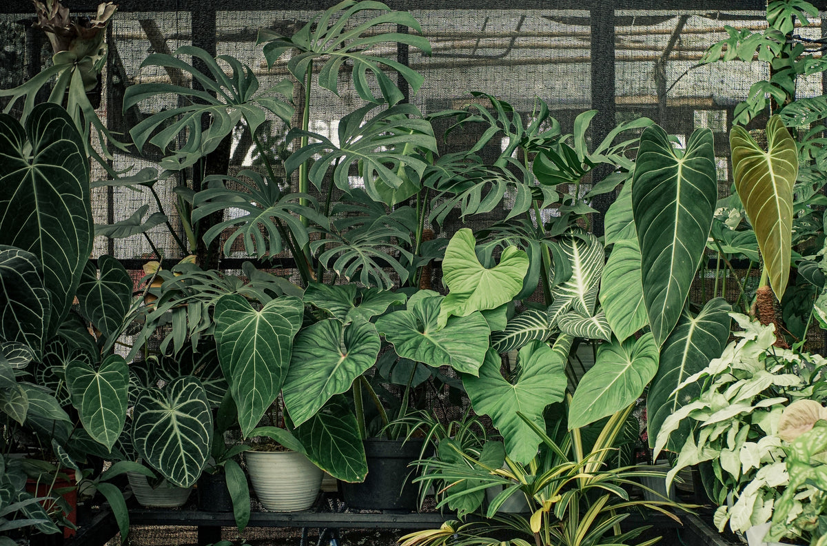 Nourishing Brilliance: Decoding the Timing and Signs of Plant Fertiliz ...