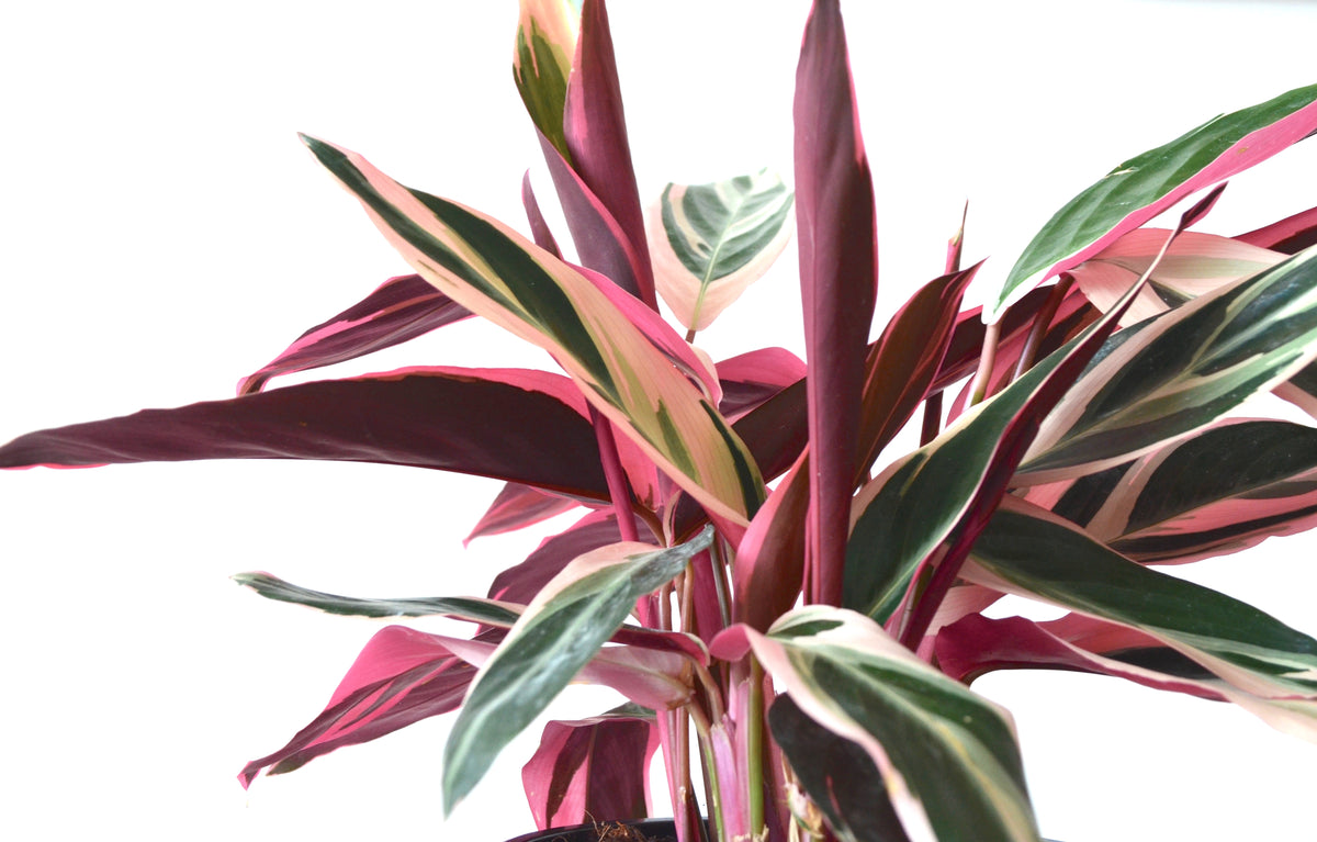 Stromanthe Triostar: In-Depth Guide on Care & Facts – Outside In