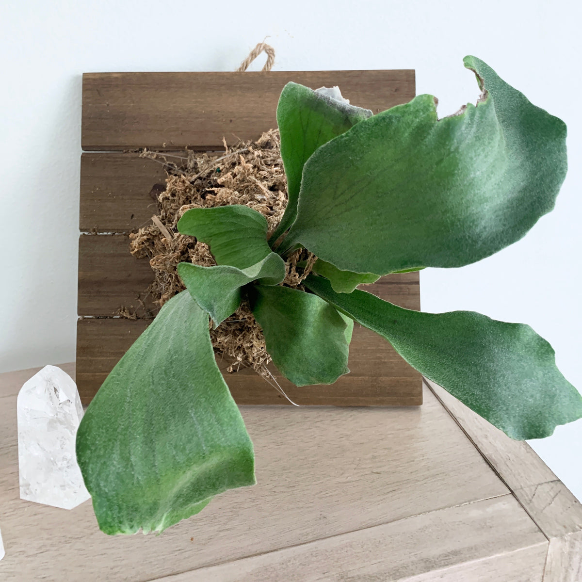 Mounted Staghorn Fern | Pet-Friendly Plants | Outside In