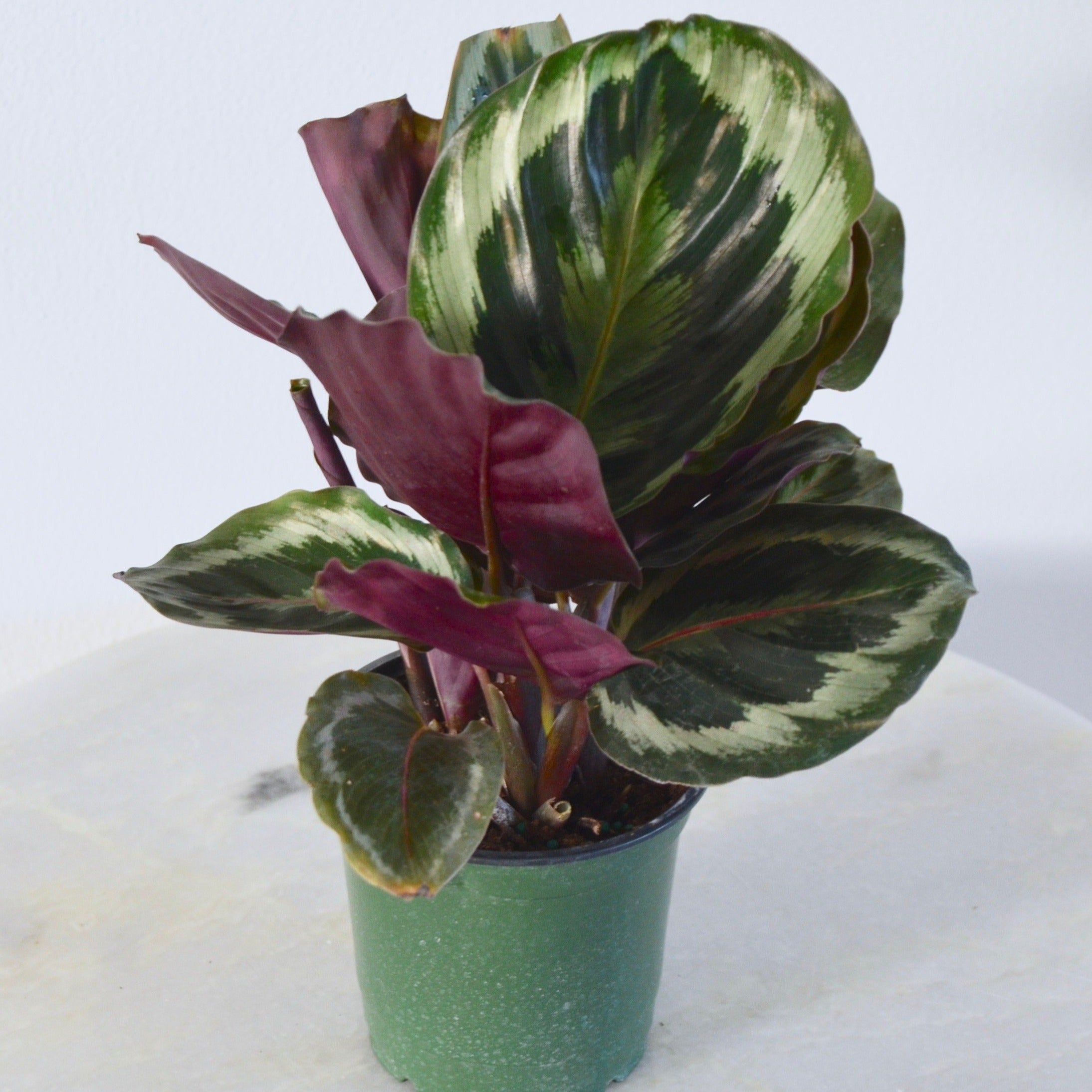 Calathea Medallion