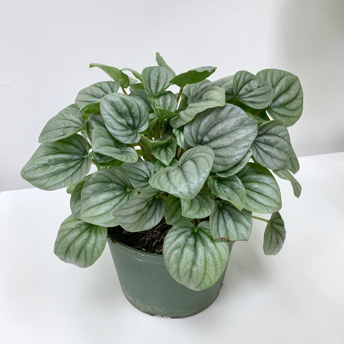 Peperomia Frost | Pet-Friendly Plants | Outside In