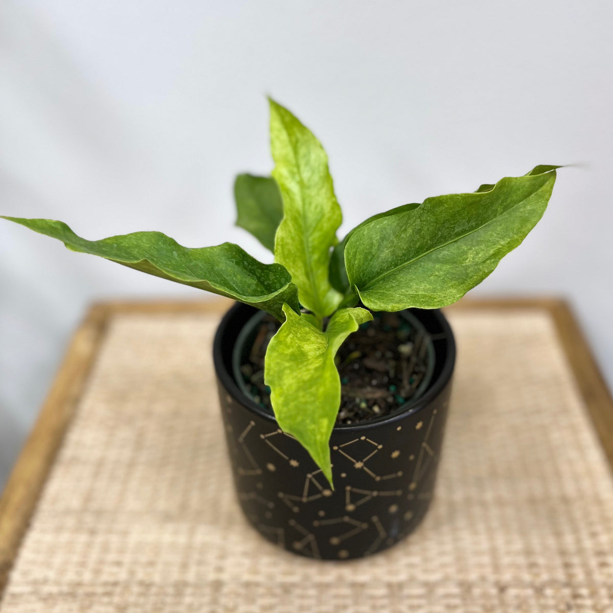 Anthurium Hookeri Variegata - 4 Inch – Outside In